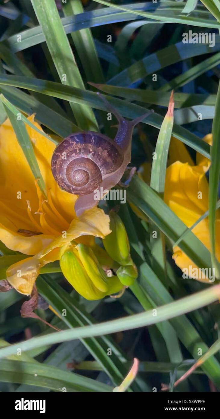 Prominent shell hi-res stock photography and images - Alamy