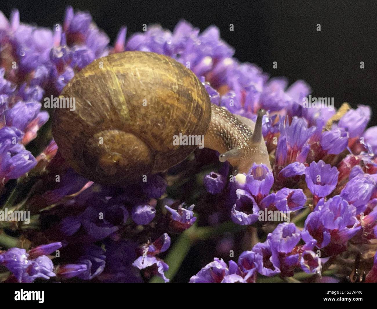Purple snail hi-res stock photography and images - Alamy
