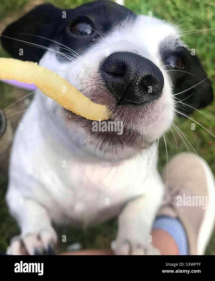 Dog eating a chip hi-res stock photography and images - Alamy