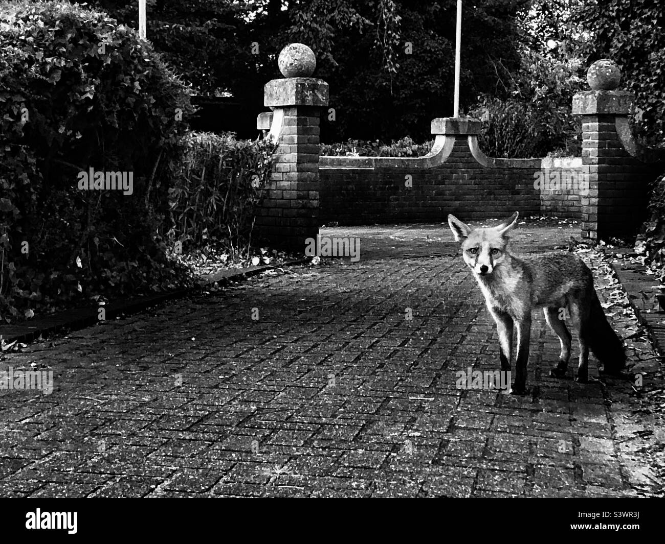 Fox camera Black and White Stock Photos & Images - Alamy