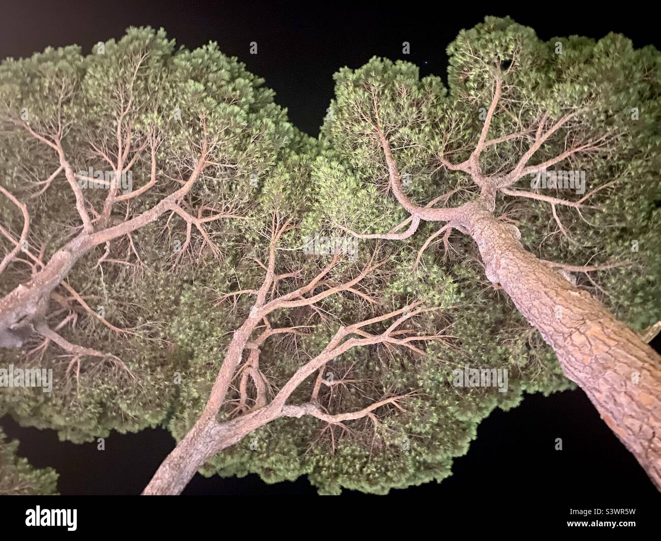 Trees of life during night Stock Photo - Alamy
