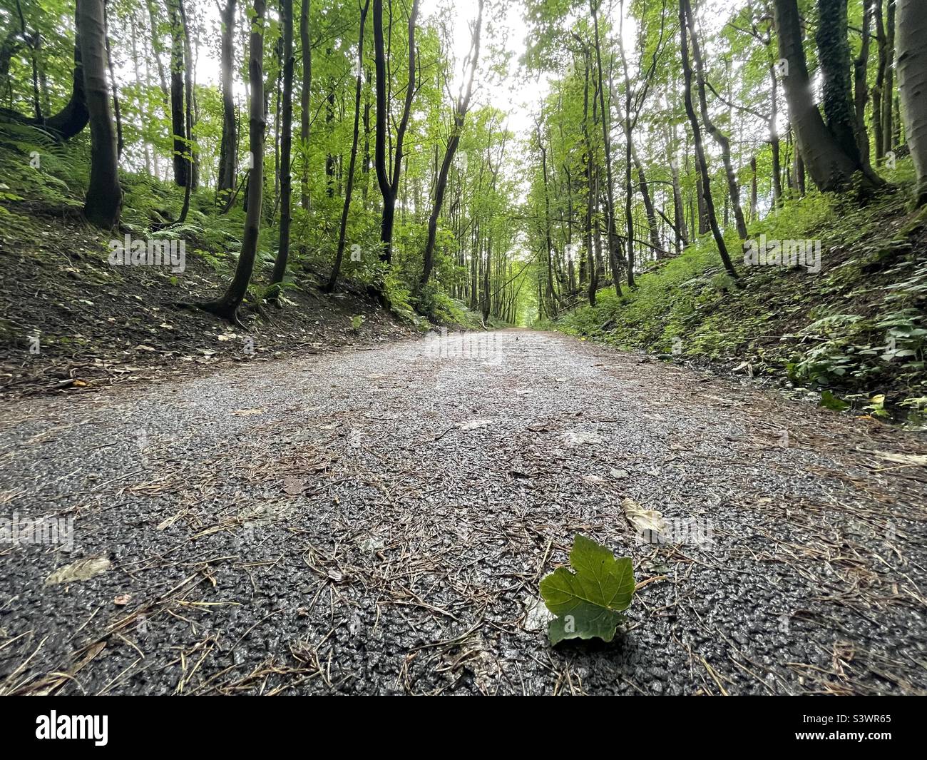 Little leaf trees hi-res stock photography and images - Alamy