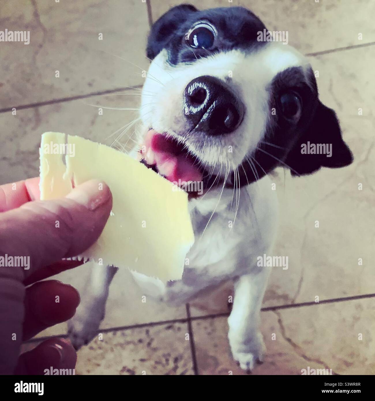 Wide eyed dog hi-res stock photography and images - Alamy