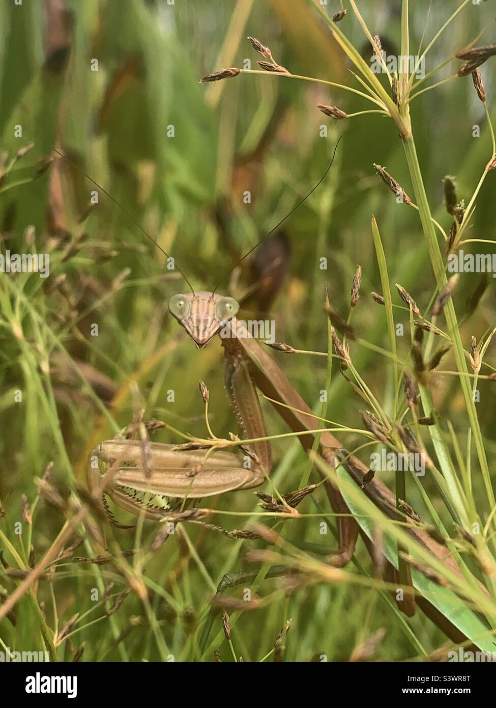Pretty mantis hi-res stock photography and images - Alamy