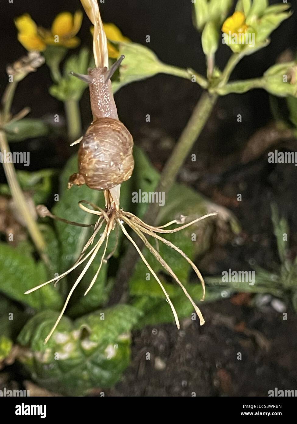 Snail on stalk Stock Photo - Alamy