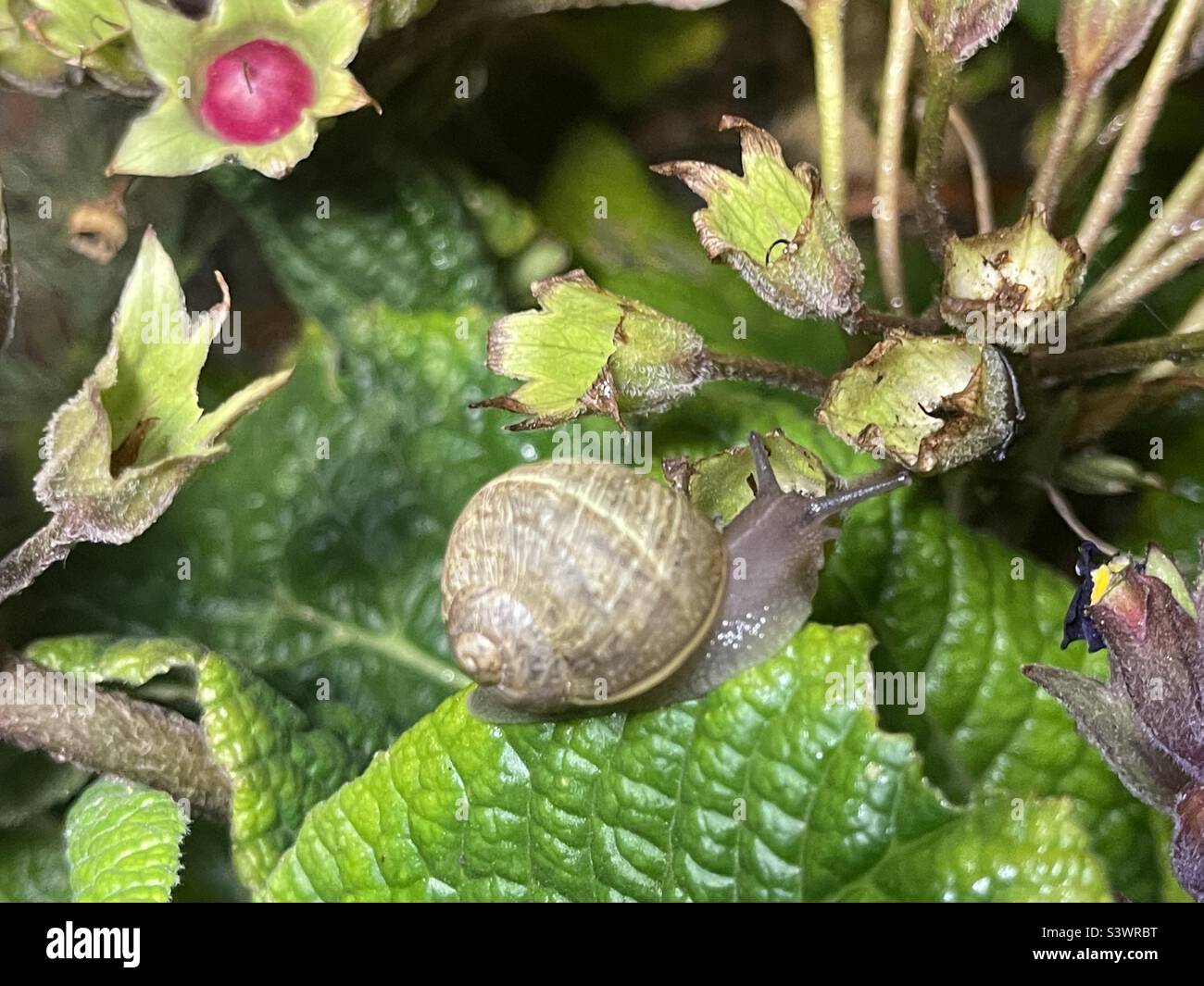Snails on a plant hi-res stock photography and images - Alamy