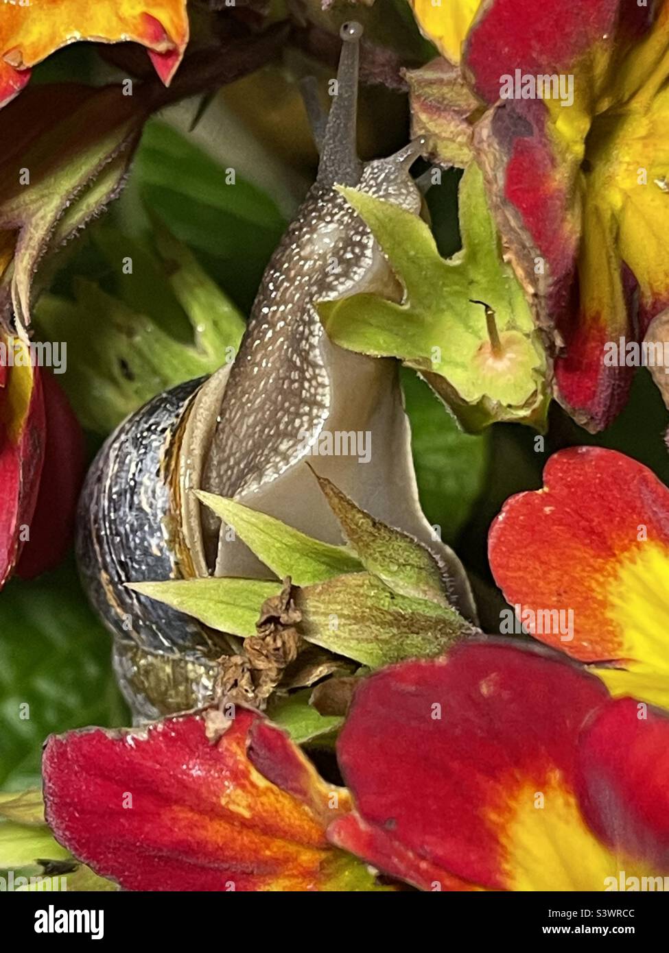 Snail with flower hi-res stock photography and images - Alamy