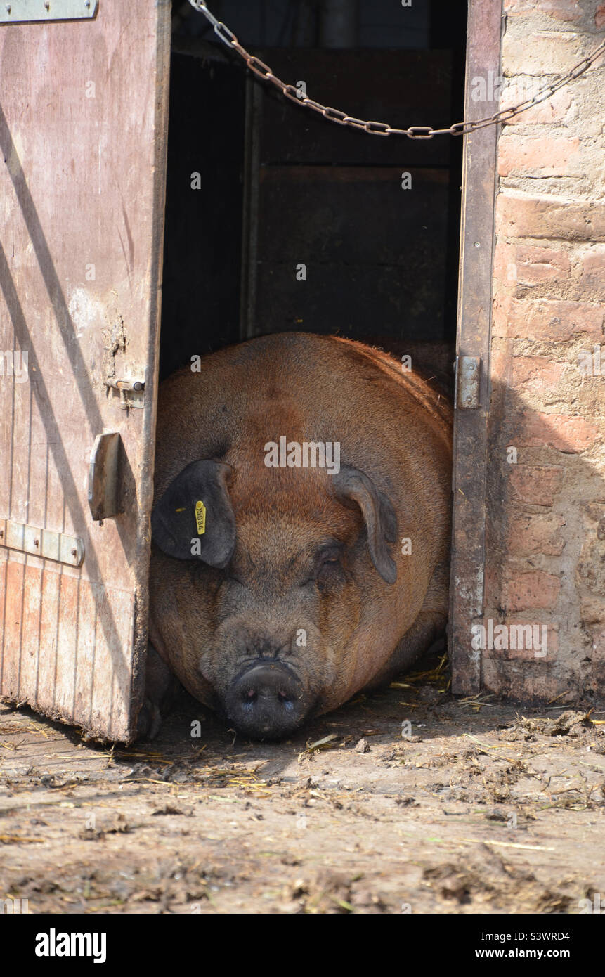 Free range pig farming hi-res stock photography and images - Alamy