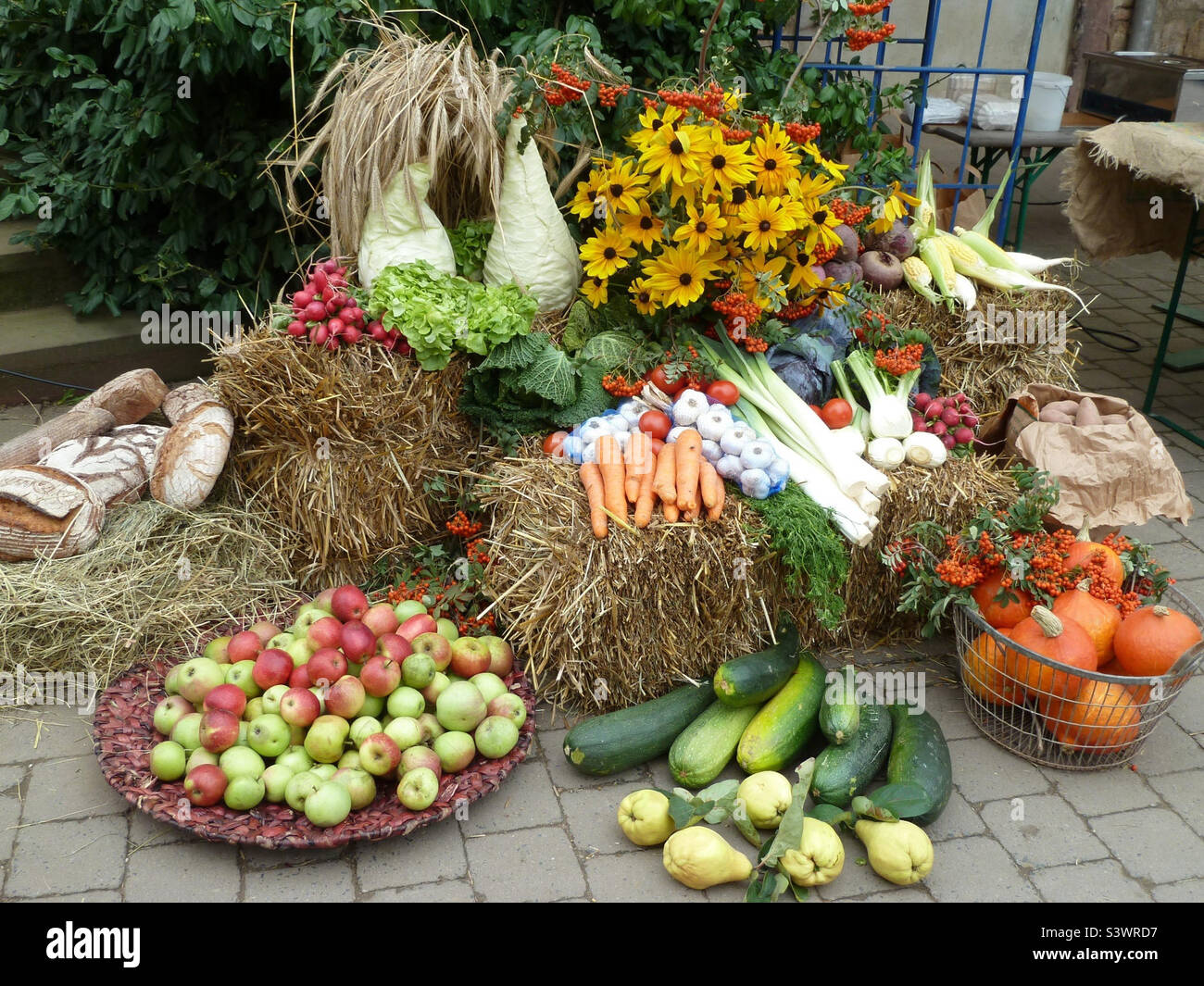 Thanksgiving on a german farm presenting fresh harvested vegetables ...
