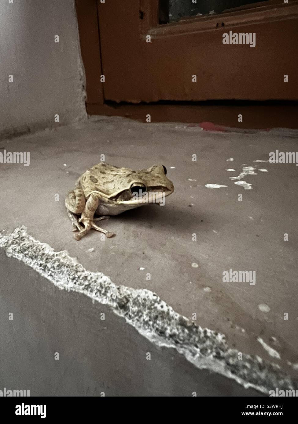 Frog of india hi-res stock photography and images - Alamy