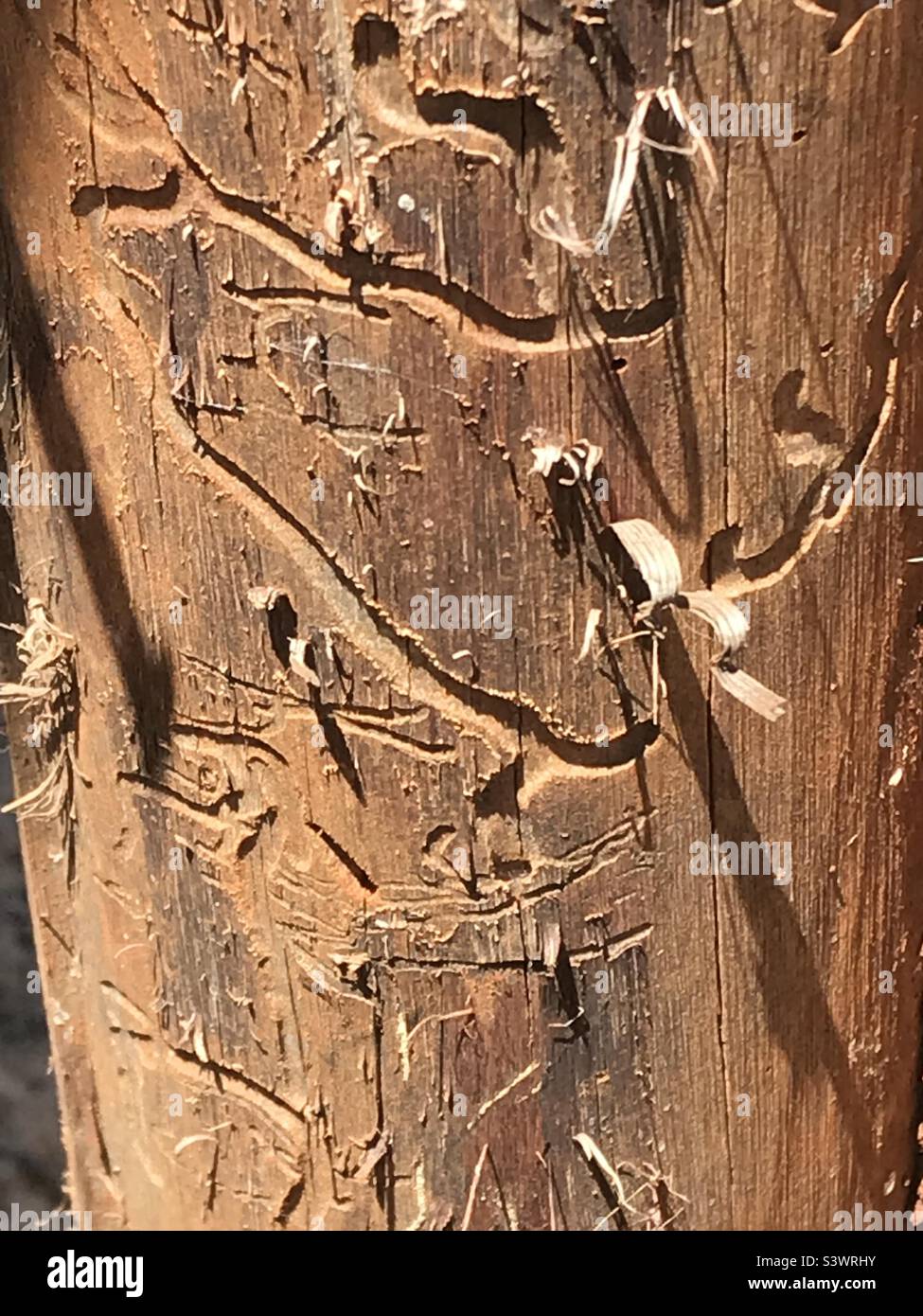 Termite tracks hi-res stock photography and images - Alamy