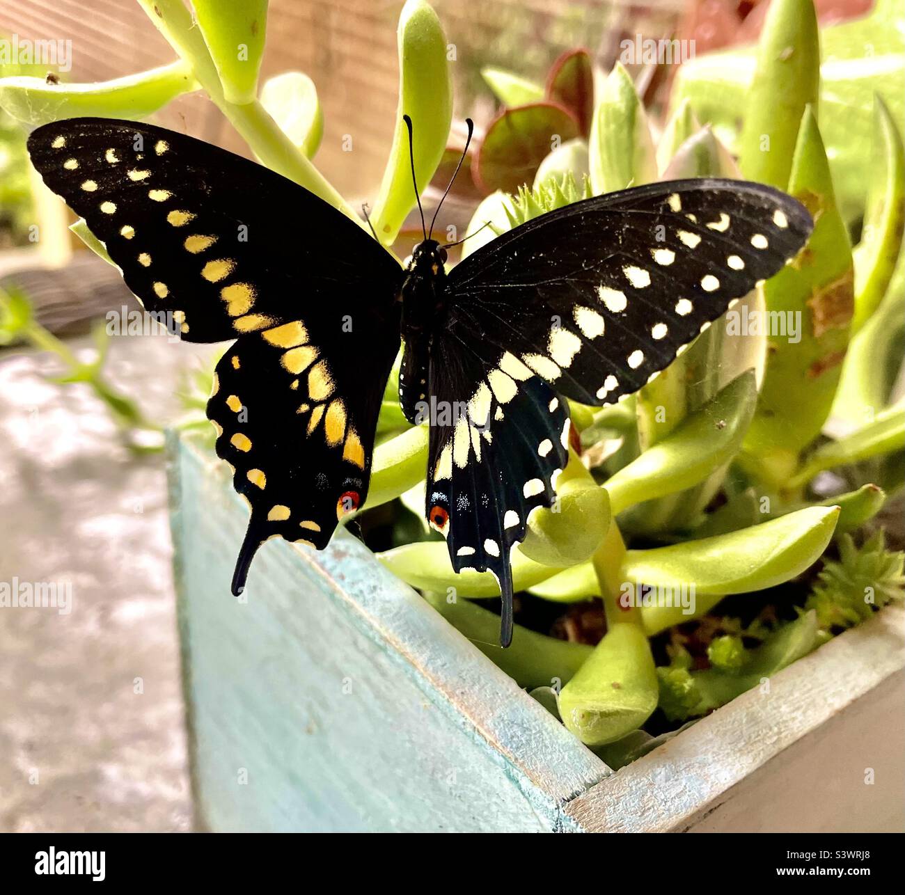 Male swallowtail butterfly hi-res stock photography and images - Alamy