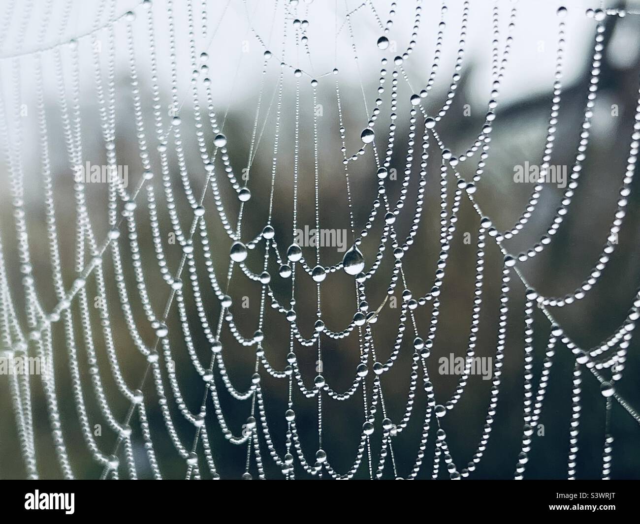 Raindrops on web hi-res stock photography and images - Alamy