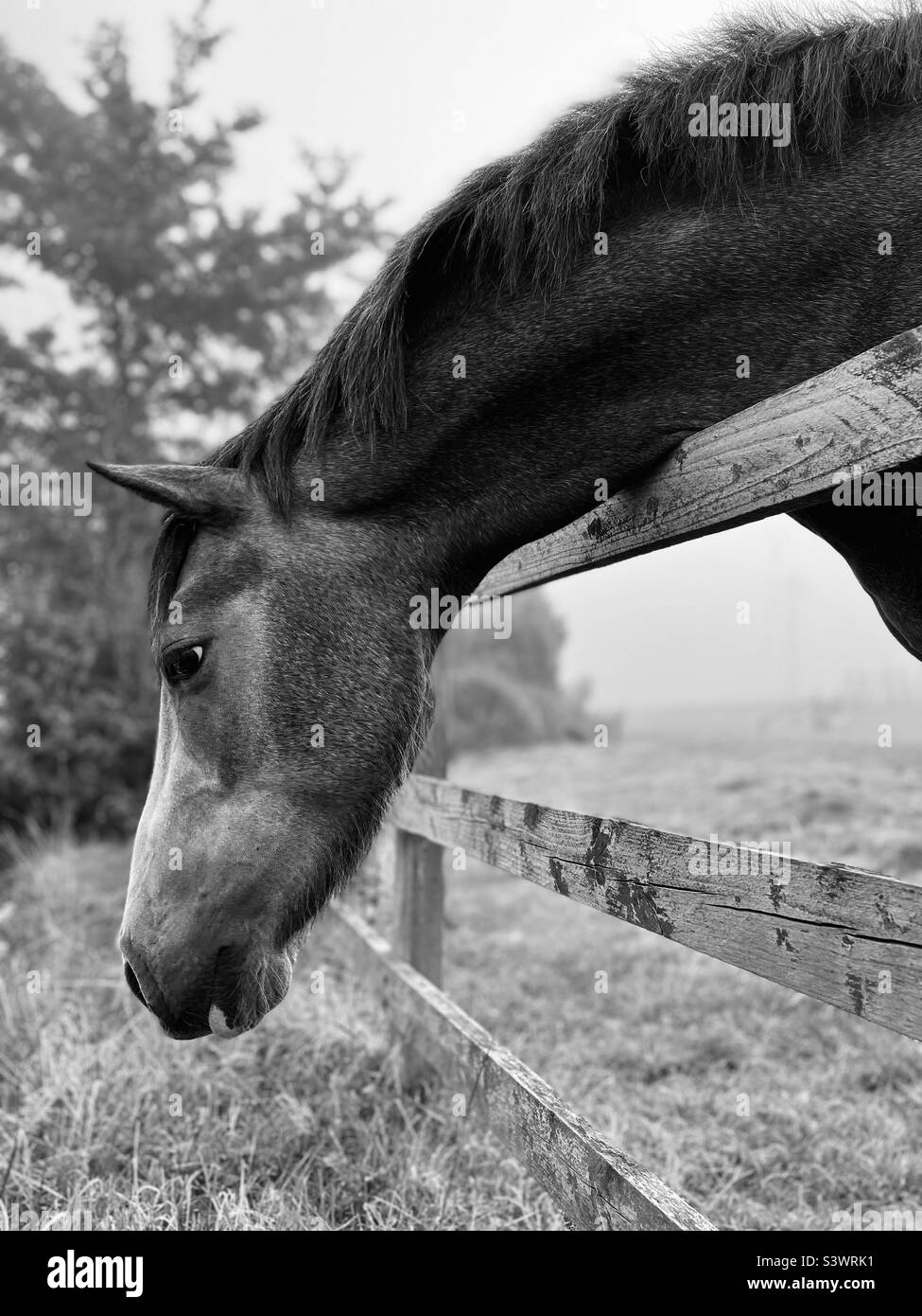 Horse leaning over a fence hi-res stock photography and images - Alamy