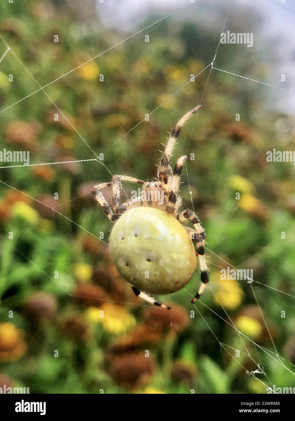 Four-spotted Orb Weaver Spider (Araneus quadratus) Female. Location ...
