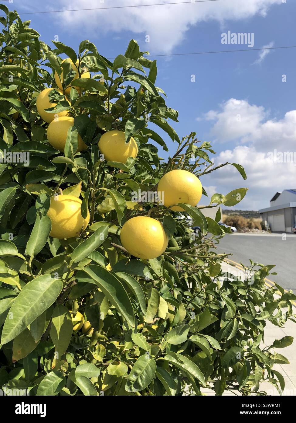 Lemon Tree Growing in Limassol Cyprus Stock Photo - Alamy