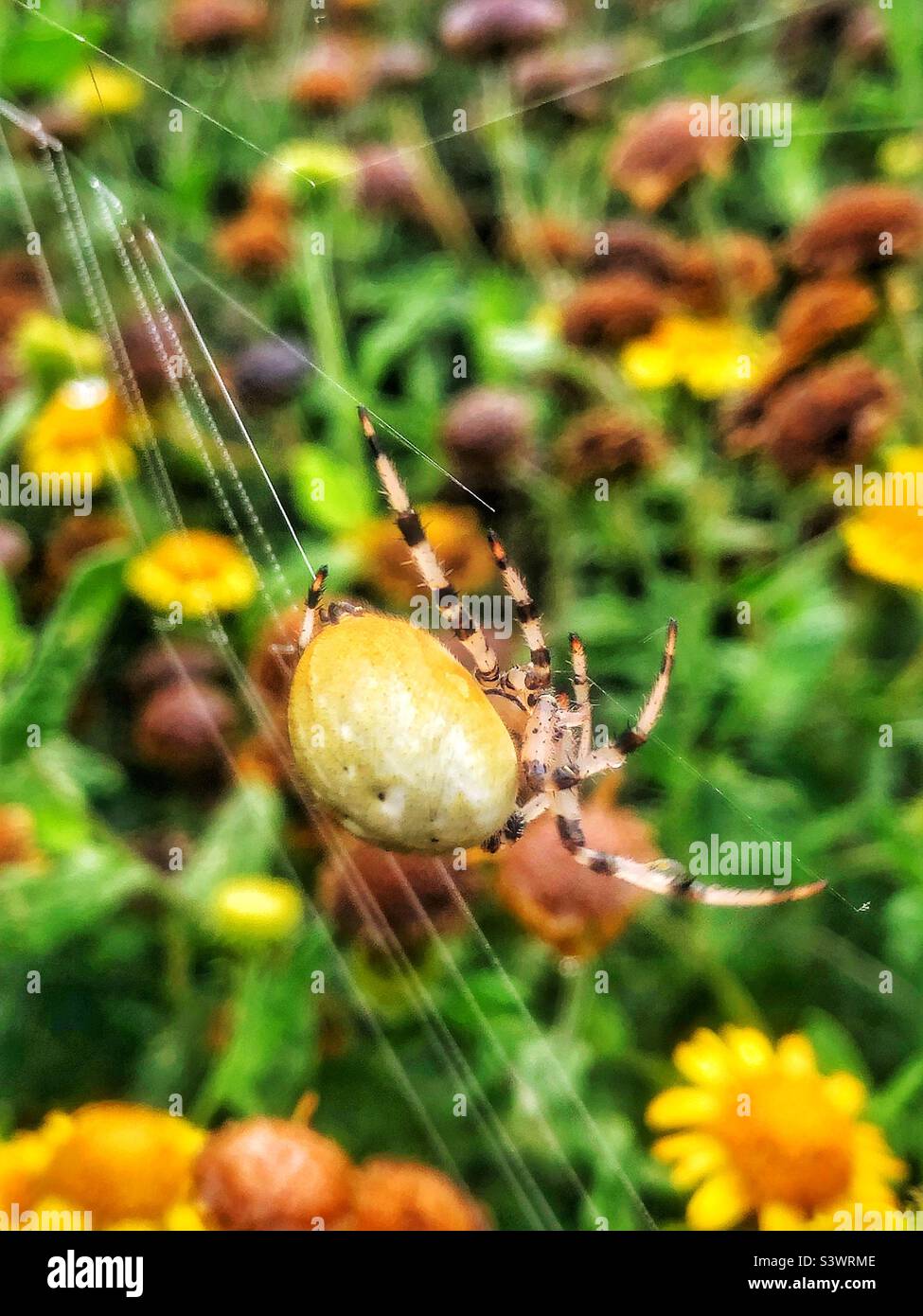 Four-spotted Orb Weaver Spider (Araneus quadratus) Female. Location ...