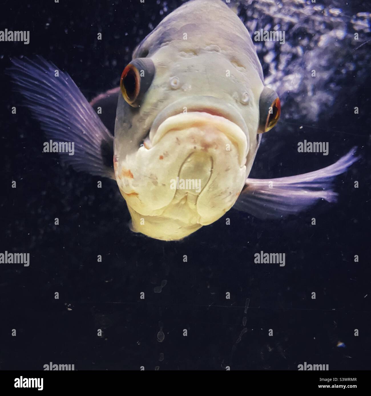 A close up photograph of a koi fish looking grumpy Stock Photo - Alamy