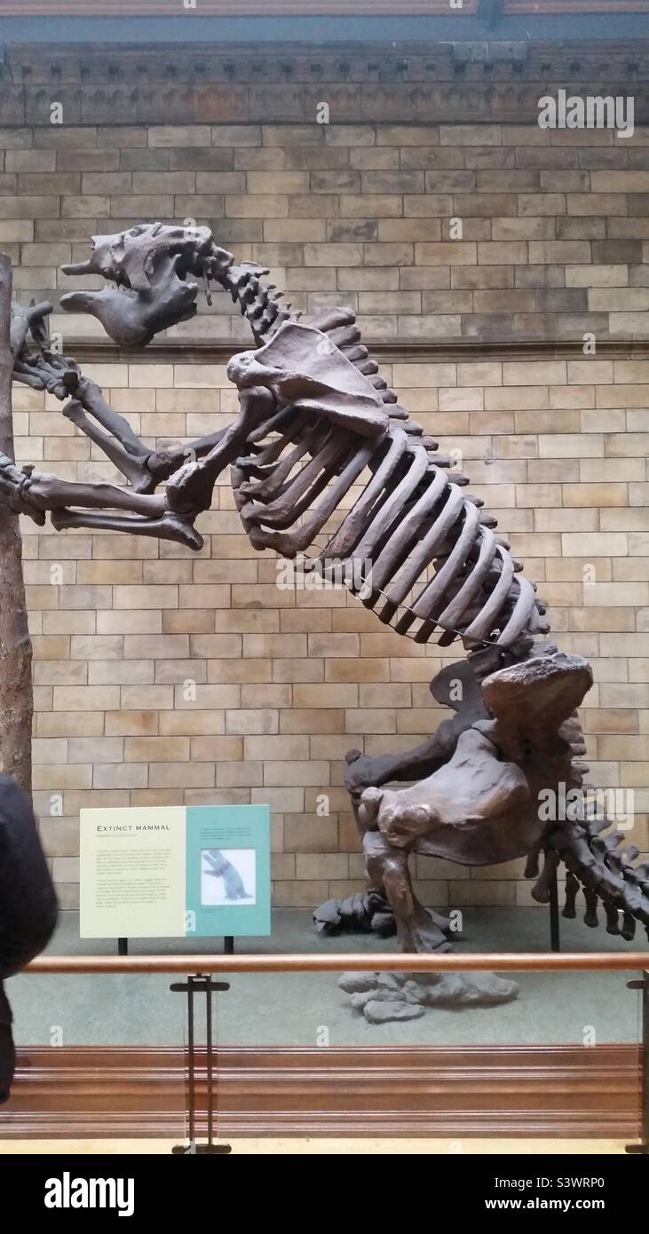 Extinct giant sloth hi-res stock photography and images - Alamy