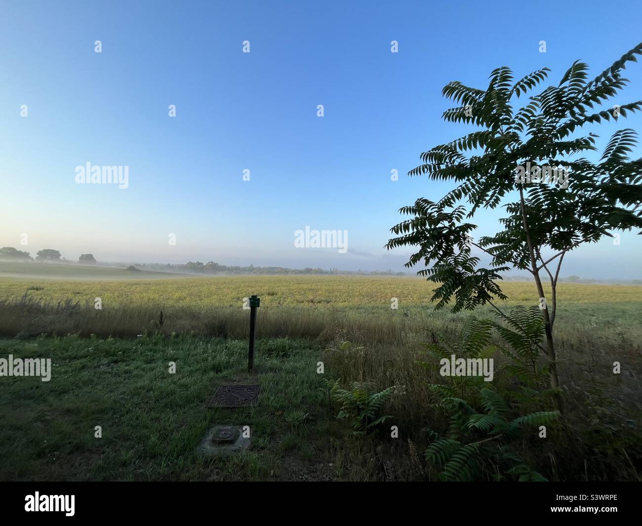 Feld tree hi-res stock photography and images - Alamy