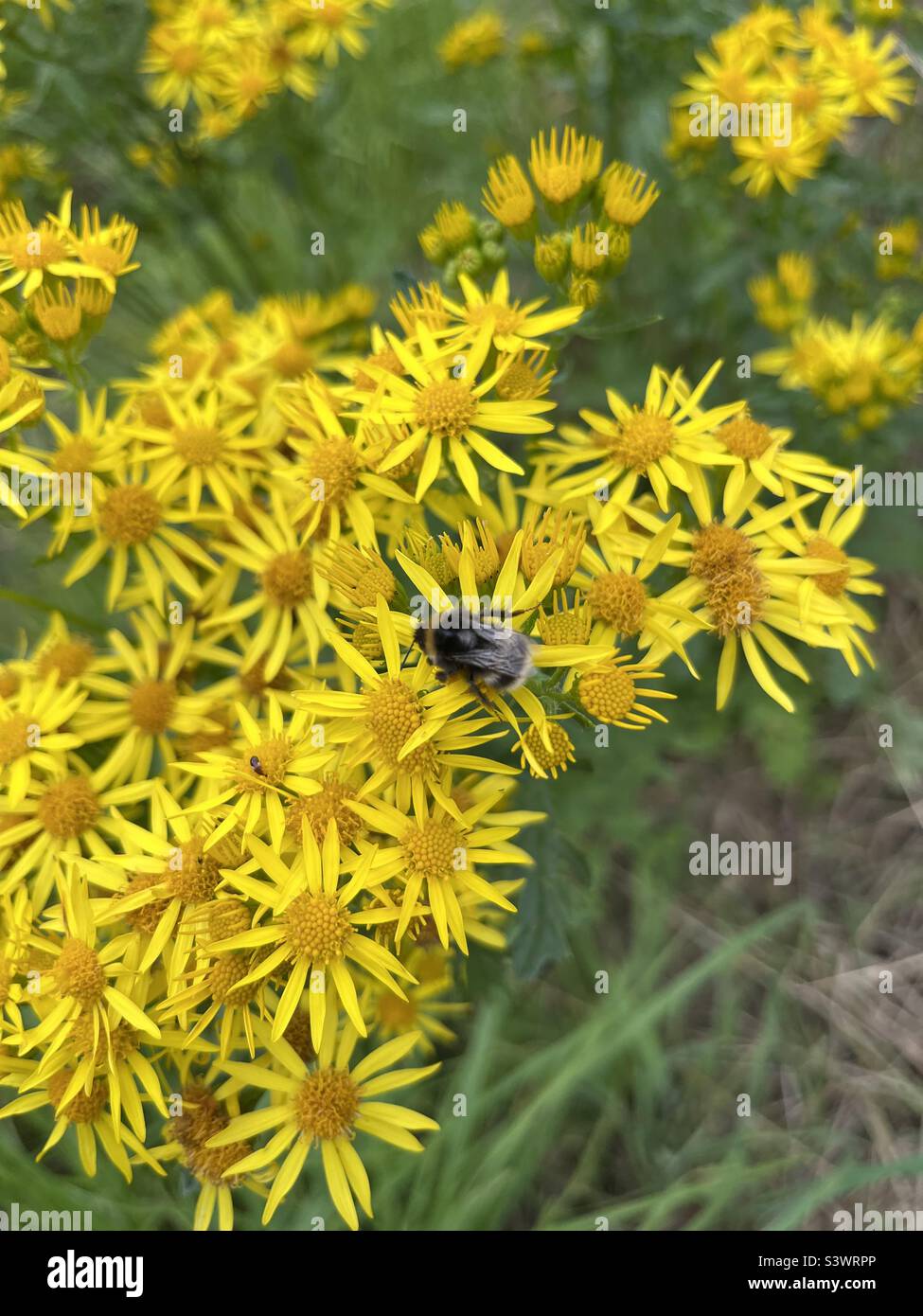 Bee perched on a tansy ragwort plant amongst the yellow flowers in the ...