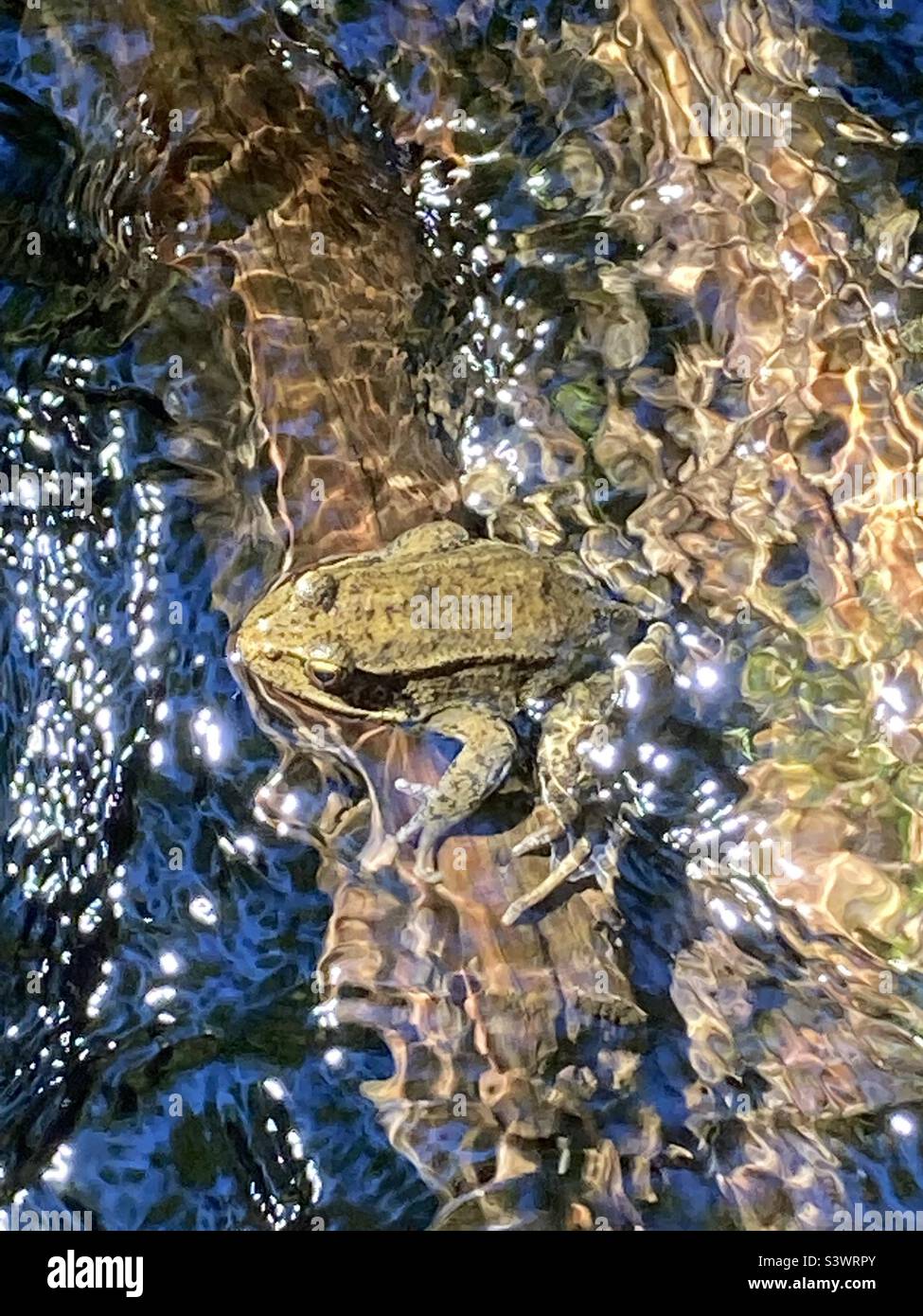 Frog swim hi-res stock photography and images - Alamy