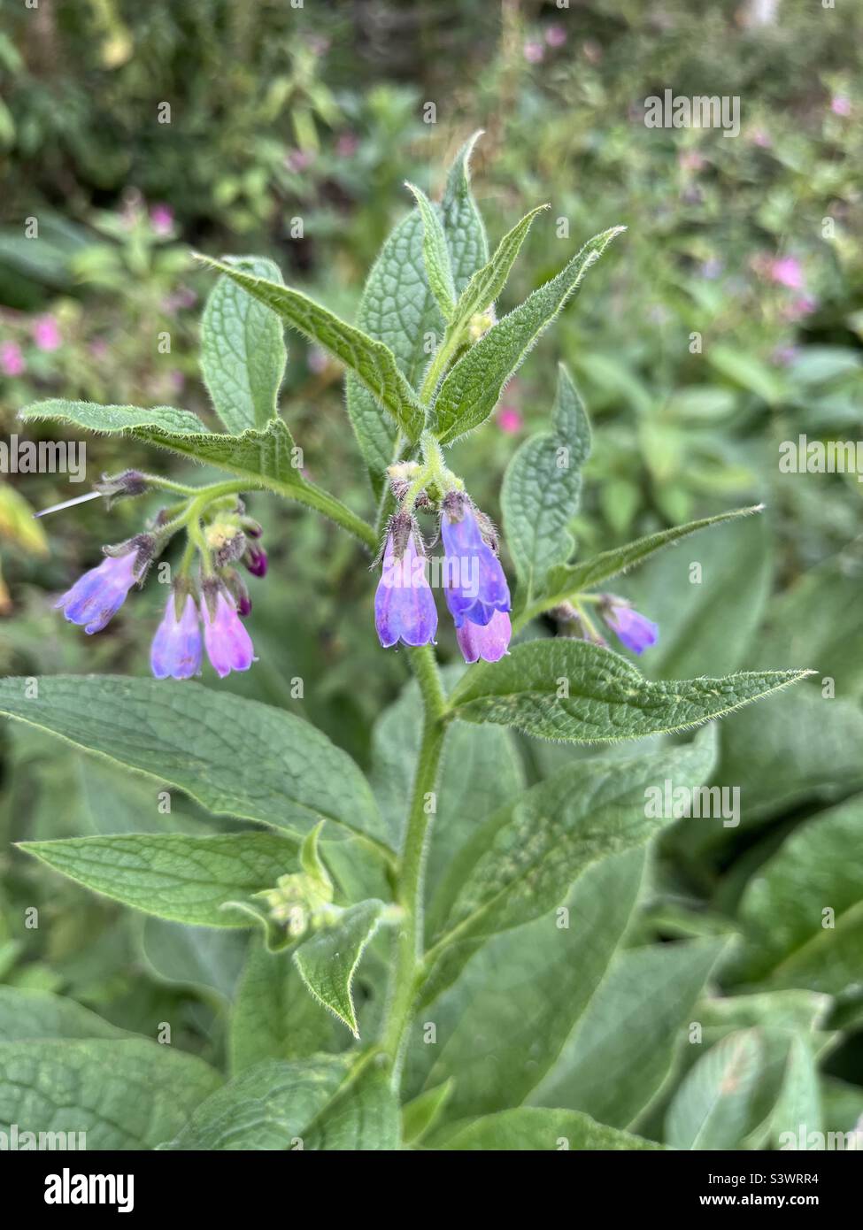 Drooping flowers hi-res stock photography and images - Alamy