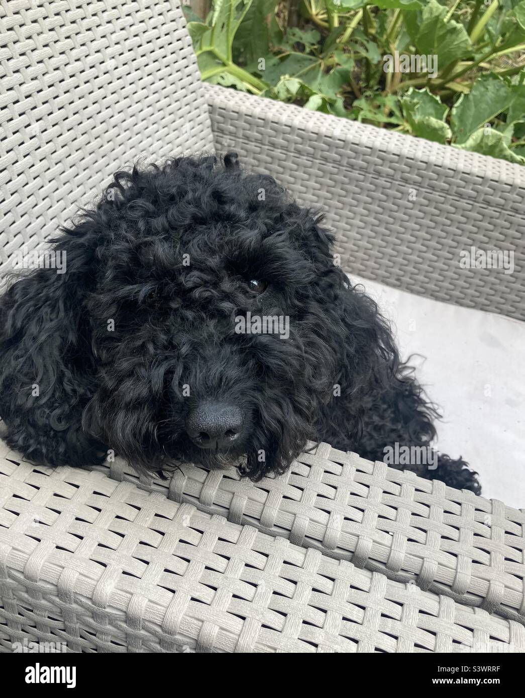 Cheeky cockapoo hi-res stock photography and images - Alamy