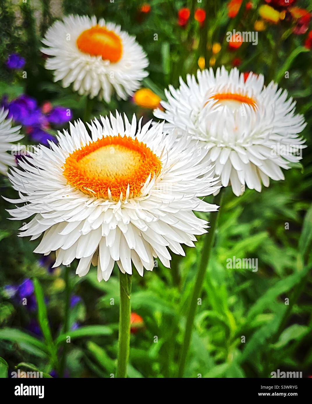 Everlasting flowers hi-res stock photography and images - Alamy