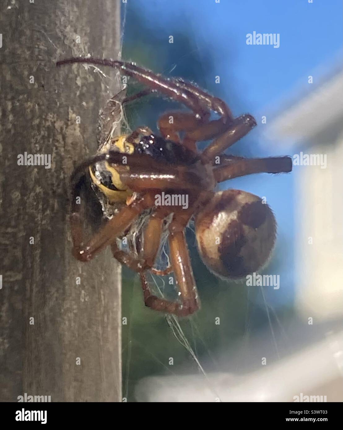 Spider vs wasp hi-res stock photography and images - Alamy