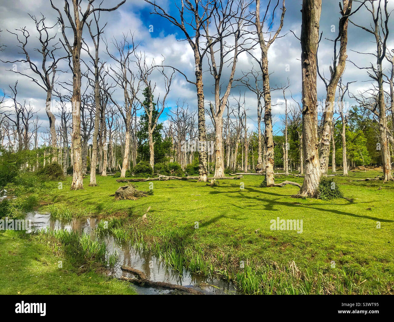 Dead standing oak trees in springtime in the New Forest National Park ...