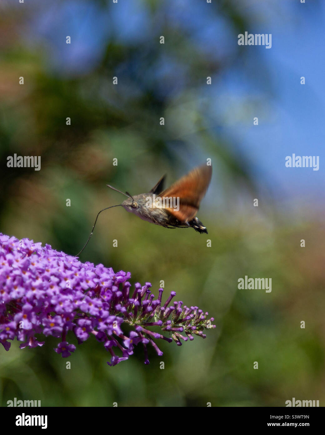 Hummingbird hawk moth feeding Stock Photo - Alamy