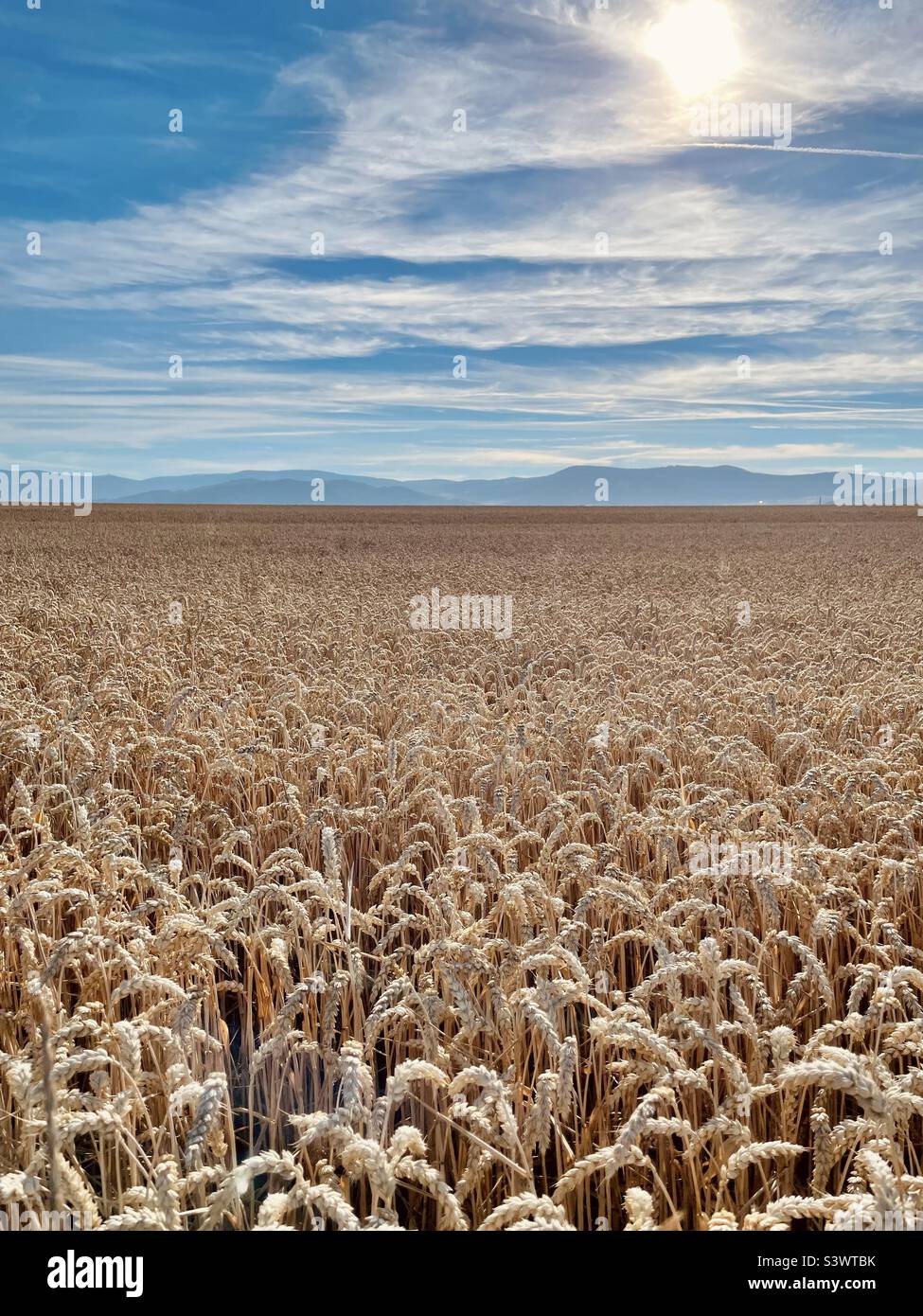 Field of Abundance Stock Photo - Alamy
