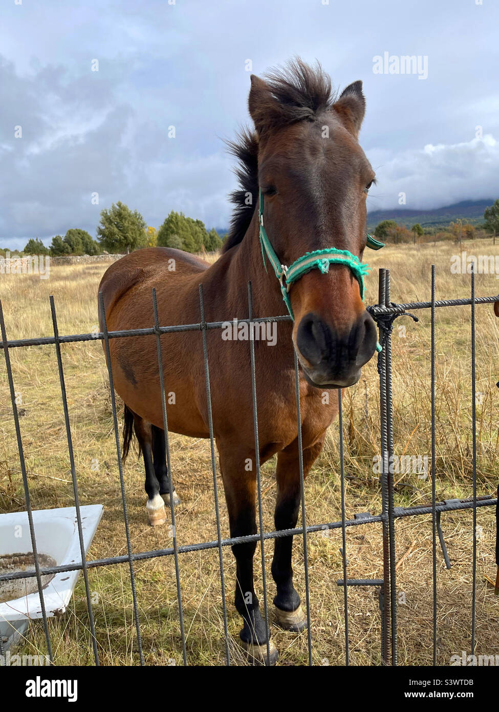 Stock horse hi-res stock photography and images - Alamy