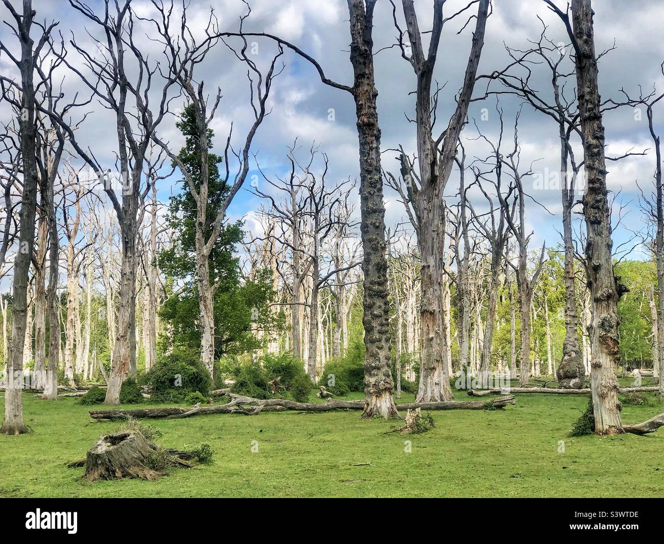 Dead standing oak hi-res stock photography and images - Alamy