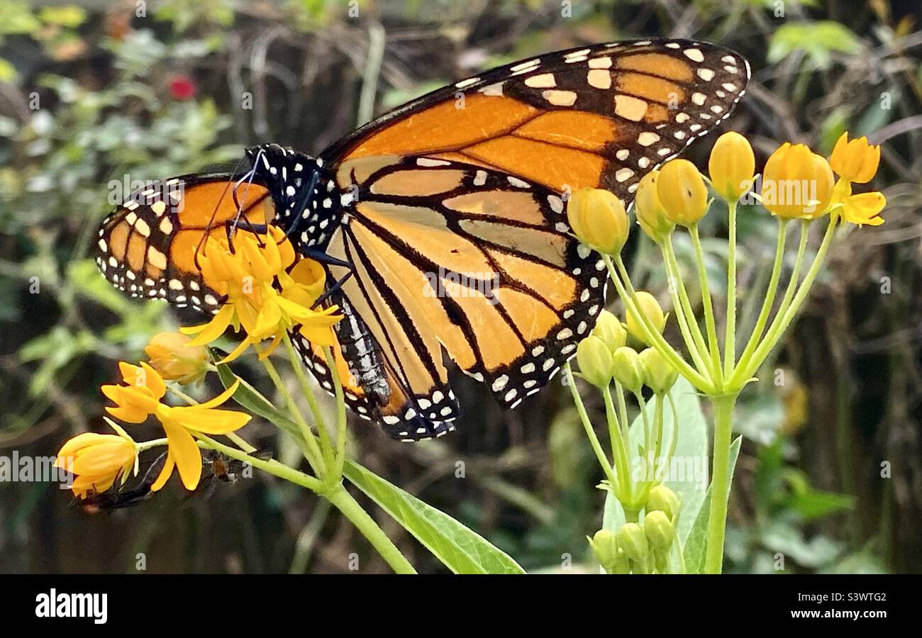 Monarch with wings open hi-res stock photography and images - Alamy