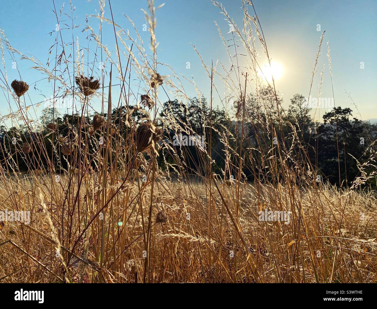 Weeds in a field hi-res stock photography and images - Alamy