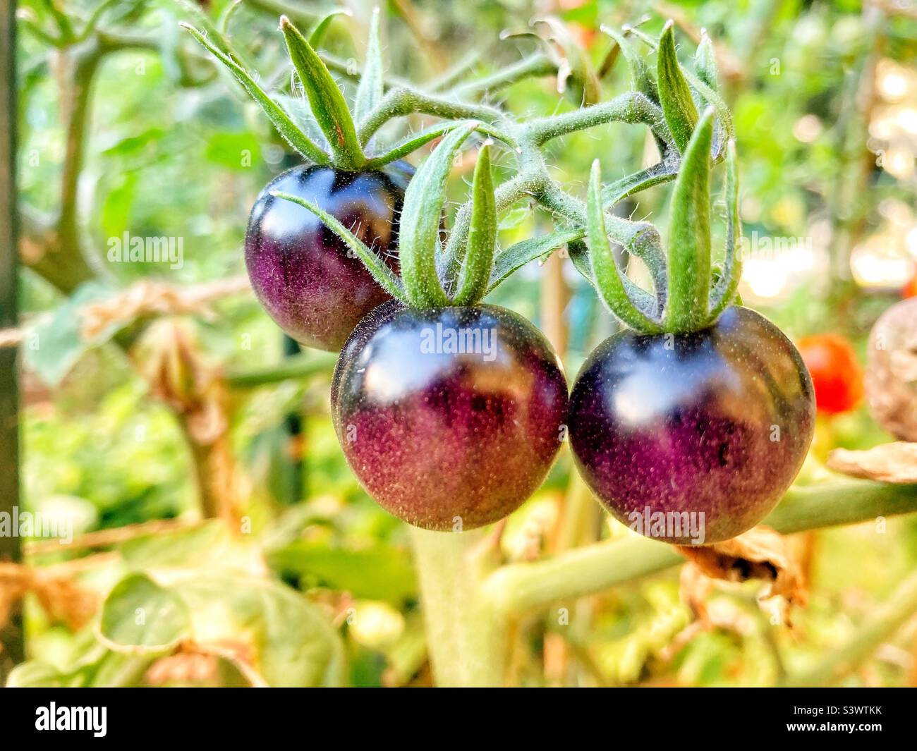 Black prince tomato hi-res stock photography and images - Alamy