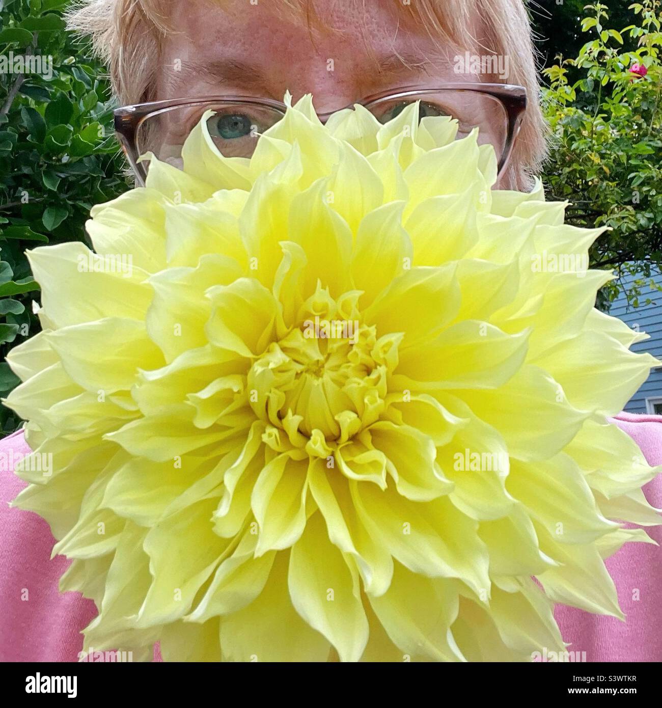 Giant yellow dahlia Stock Photo - Alamy