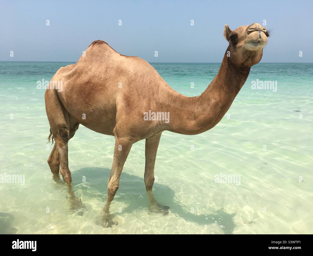 Qatar fish hi-res stock photography and images - Alamy