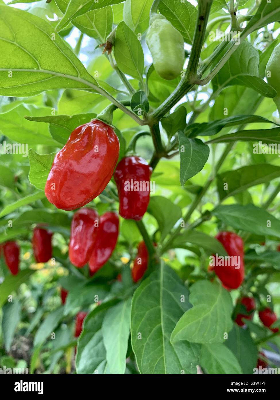 Red chilli on plant hi-res stock photography and images - Alamy