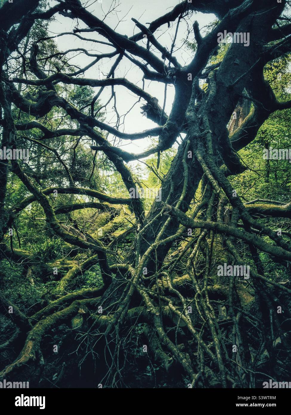 Tangled trees hi-res stock photography and images - Alamy
