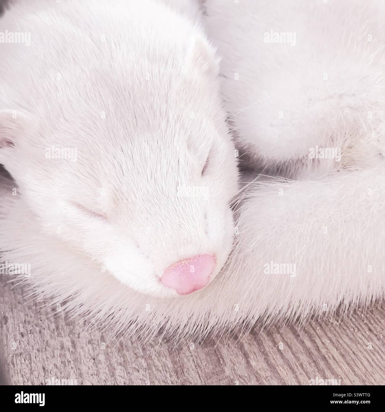 Cute sleeping furry ferret with pink nose Stock Photo - Alamy