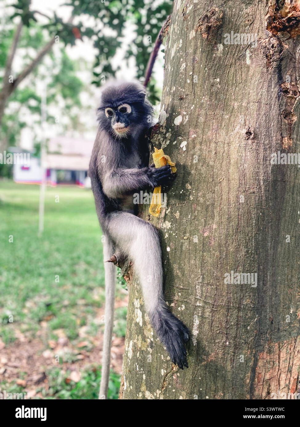 Monkey monkey forest hi-res stock photography and images - Alamy