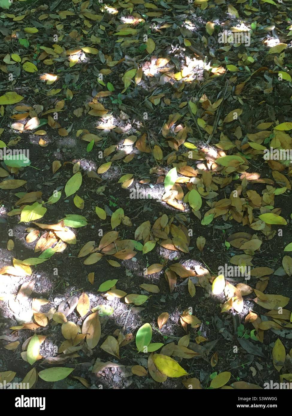 Autumn patterns , autumn, leaves, sunlight, nature, forest floor Stock ...