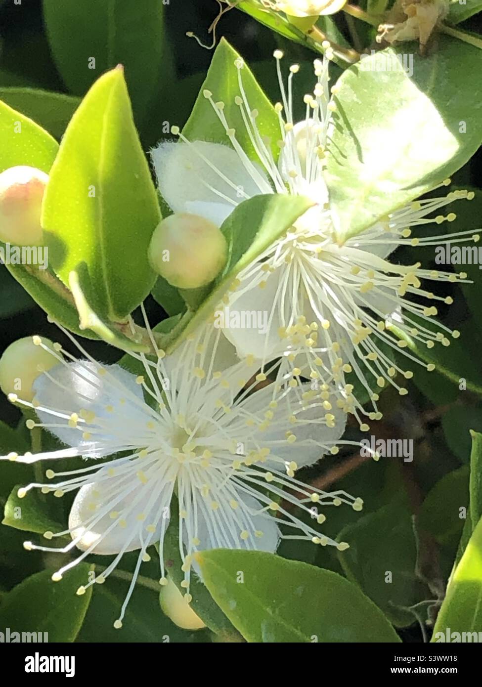 Hope model hi-res stock photography and images - Alamy