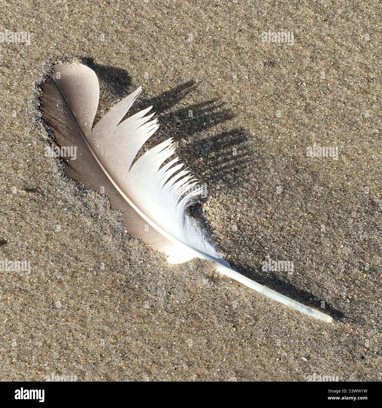 Feather with sand hi-res stock photography and images - Alamy