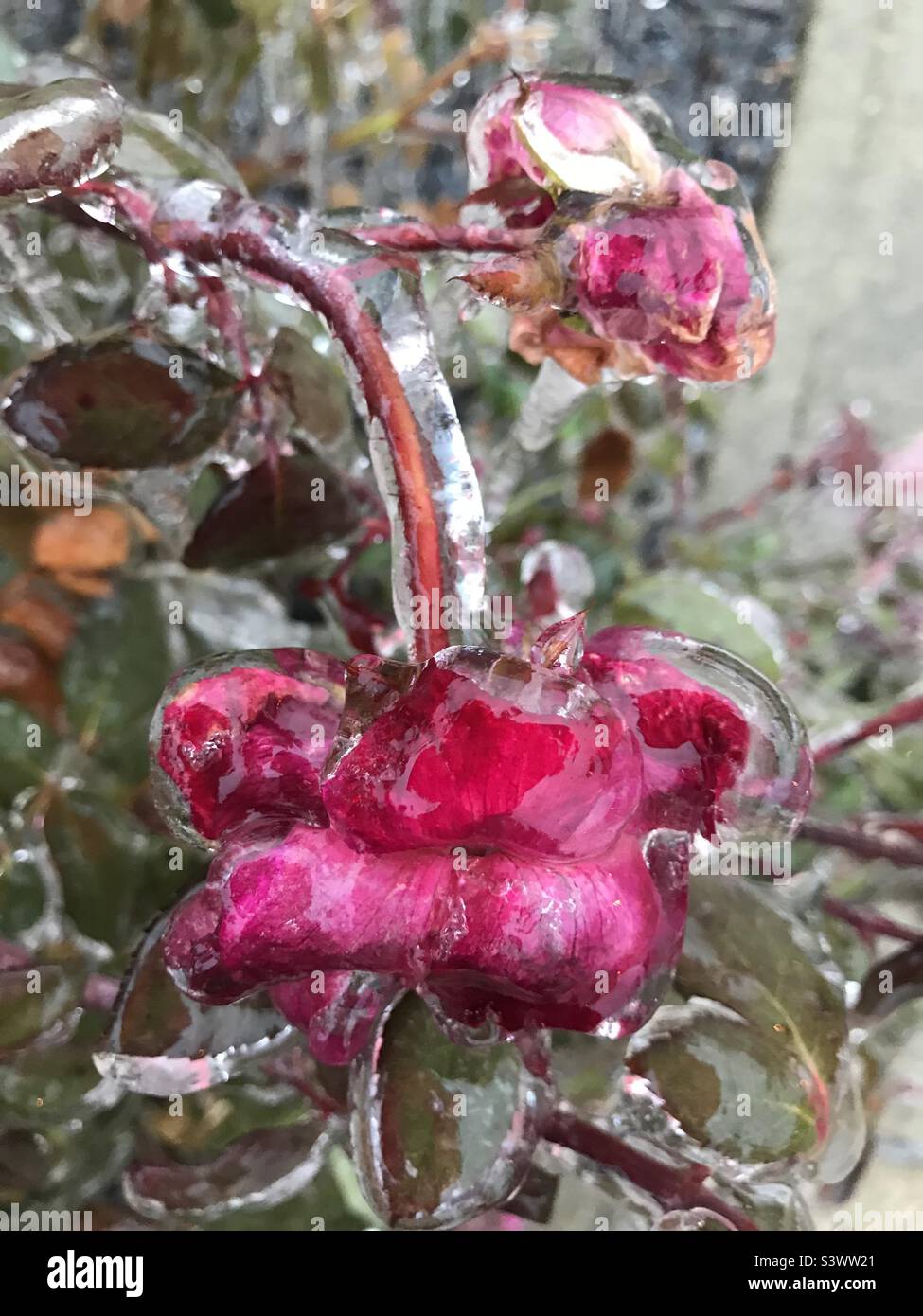 A rose encased in ice Stock Photo - Alamy