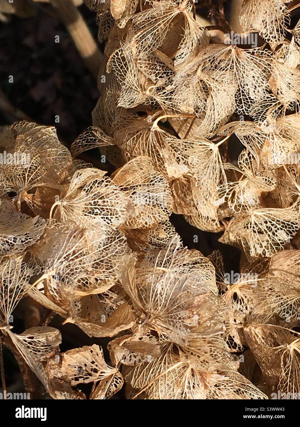 Flowers for dead hi-res stock photography and images - Alamy