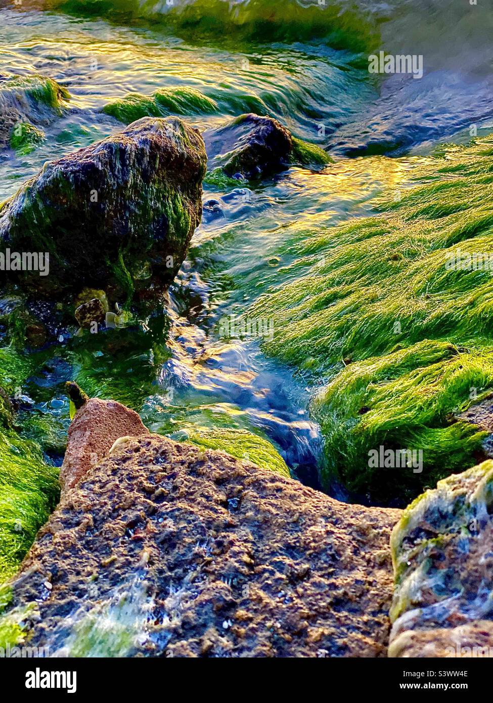 Algae on rock hi-res stock photography and images - Alamy